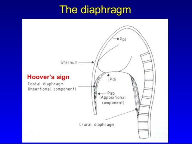 Pneumology - Ventilation physiology-and-work-of-breathing