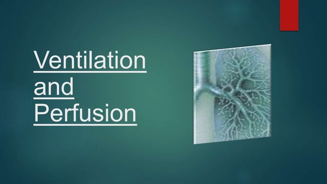 Ventilation and perfusion | PPTX | Lung and Respiratory Health ...