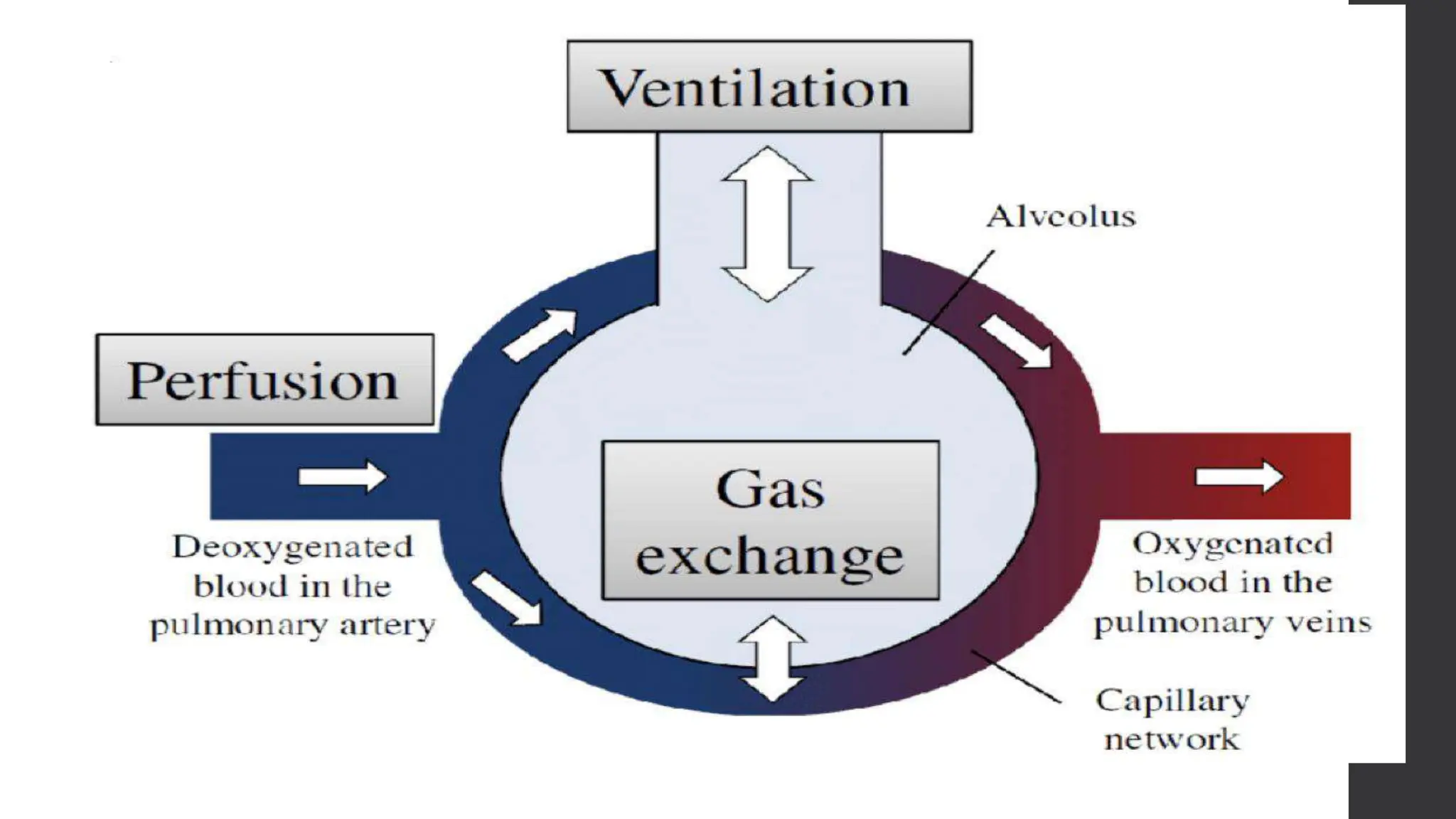 VENTILATION AND PERFUSION FOR NURSING ANATOMY | PPTX