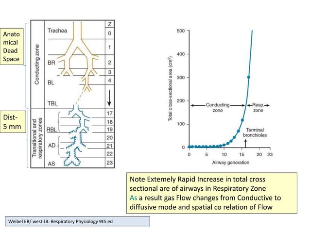 Ventilation in obstructive airway disease | PPTX