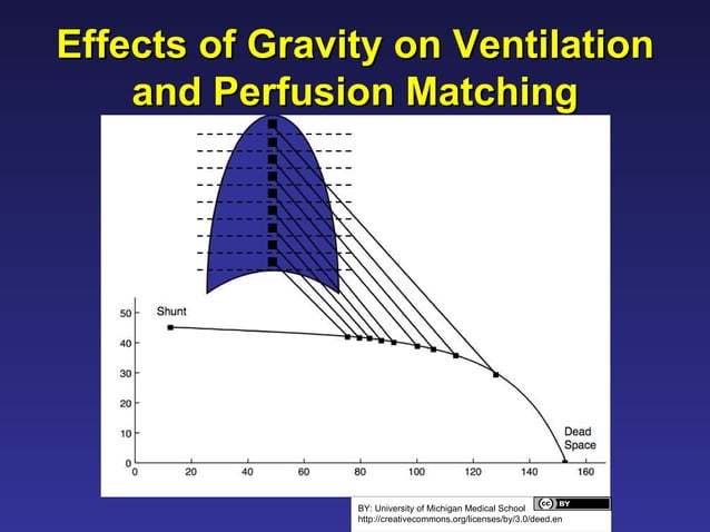 Ventilation Perfusion Matching | PPT | Free Download