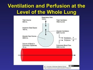 Ventilation Perfusion Matching | PPT
