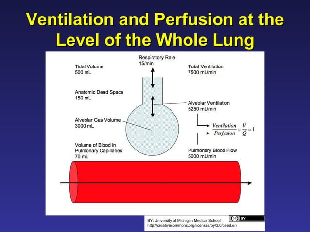 Ventilation Perfusion Matching | PPT