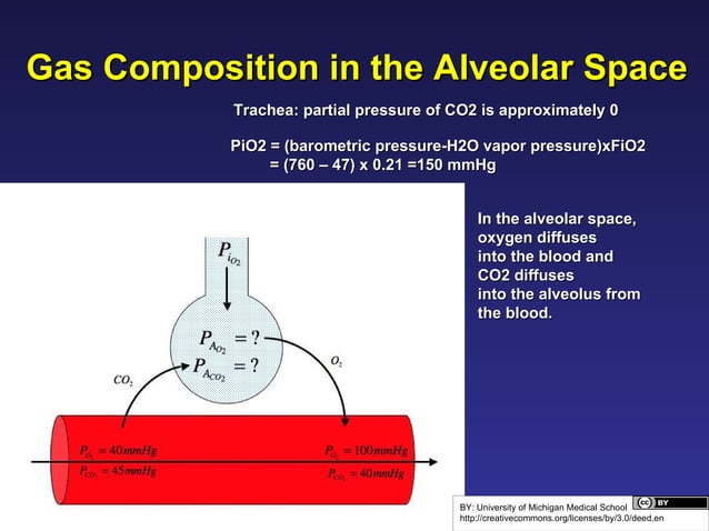 Ventilation Perfusion Matching | PPT