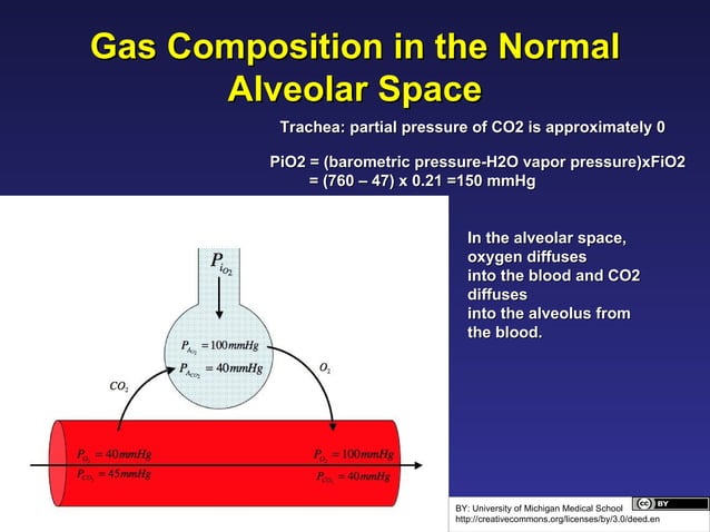 Ventilation Perfusion Matching | PPT