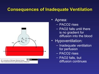 Ventilation Perfusion Matching | PPT