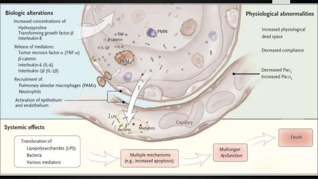 Ventilator associated lung injury