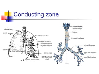 Basics of mechanical ventilation | PPT