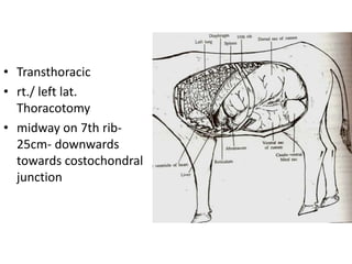 Ventral Hernia In Animal