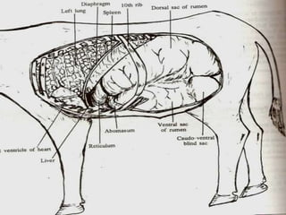 Ventral Hernia In Animal