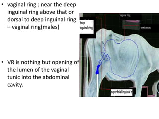 Superficial Inguinal Ring Horse