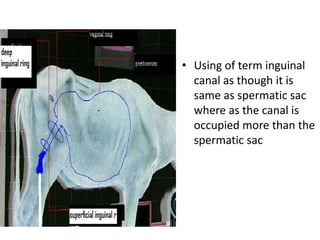Superficial Inguinal Ring Horse