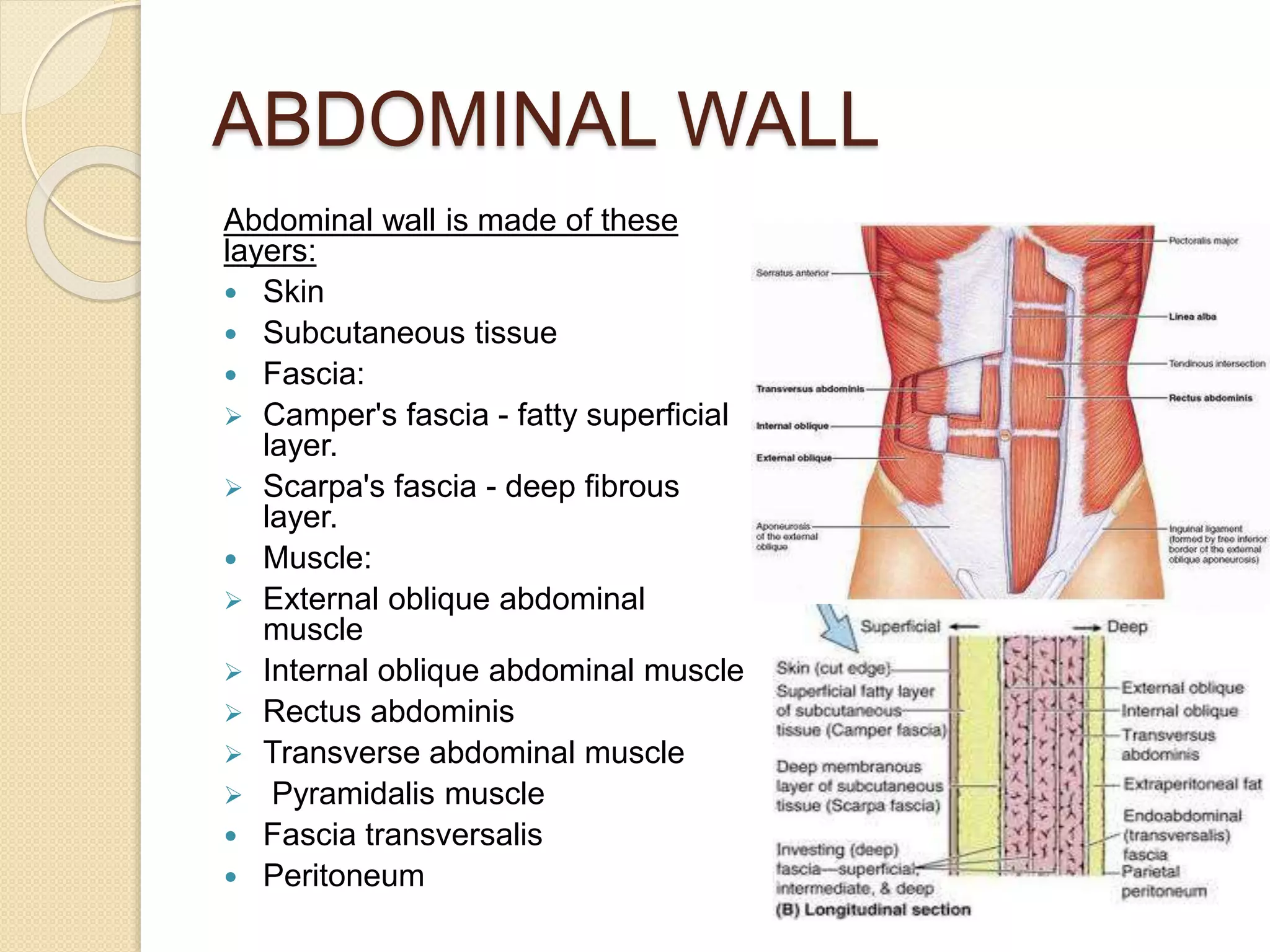 VENTRAL HERNIA.pptx | Pregnancy | Reproductive Health