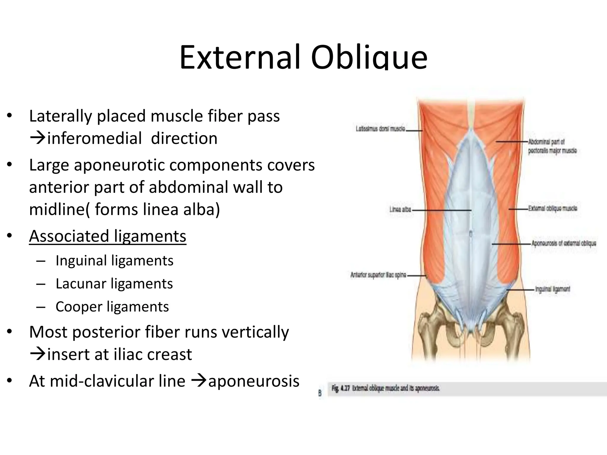 Ventral hernia inguinal hernia anterior abdominal wall .pptx
