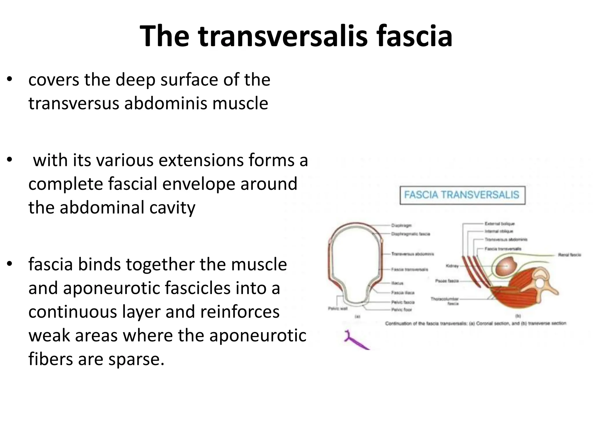 Ventral hernia inguinal hernia anterior abdominal wall .pptx