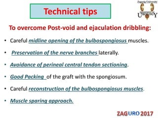 Ventral playin | PPT