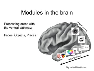 Ventral stream | PPT | Free Download