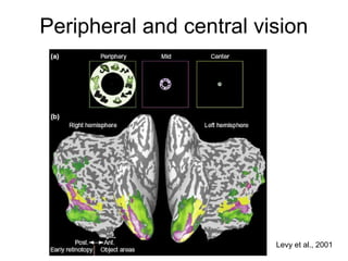 Ventral stream | PPT