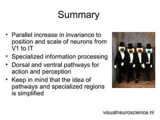 Ventral stream | PPT