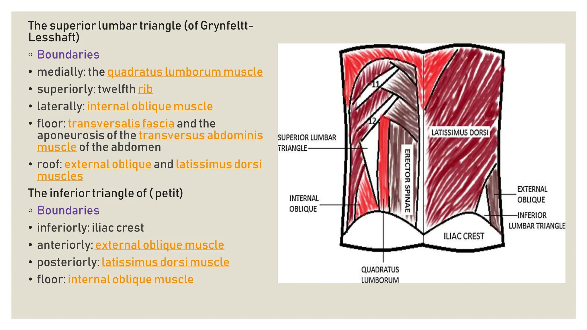 VENTRAL WALL HERNIA.pptx