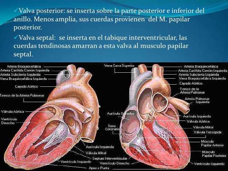 Anatomía Del Tracto De Salida Del Ventrículo Derecho