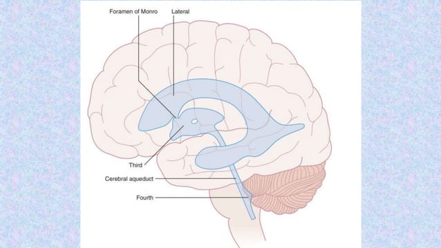 VENTRICLES AND CISTERNS OF HUMAN BRAIN.pptx | Brain and Nervous System Disorders | Diseases and ...