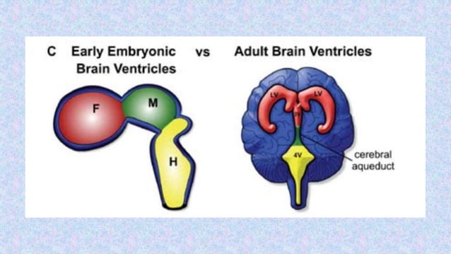 VENTRICLES AND CISTERNS OF HUMAN BRAIN.pptx | Brain and Nervous System Disorders | Diseases and ...