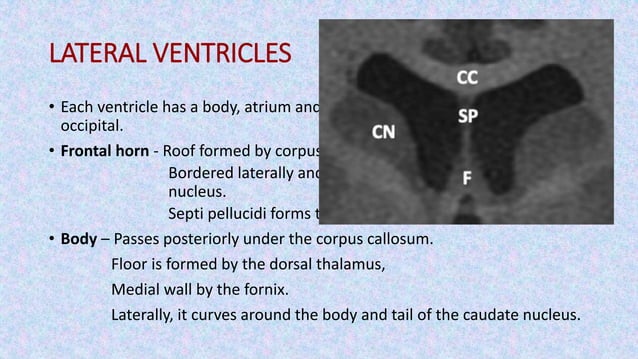 VENTRICLES AND CISTERNS OF HUMAN BRAIN.pptx | Brain and Nervous System ...