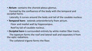 VENTRICLES AND CISTERNS OF HUMAN BRAIN.pptx | Brain and Nervous System ...