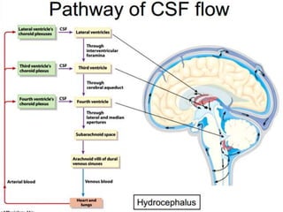 Csf Circulation Ppt
