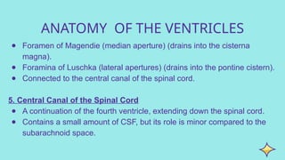 Ventricles, CSF, Meningitis and Hydrocephalus (2) (1) (2).pptx