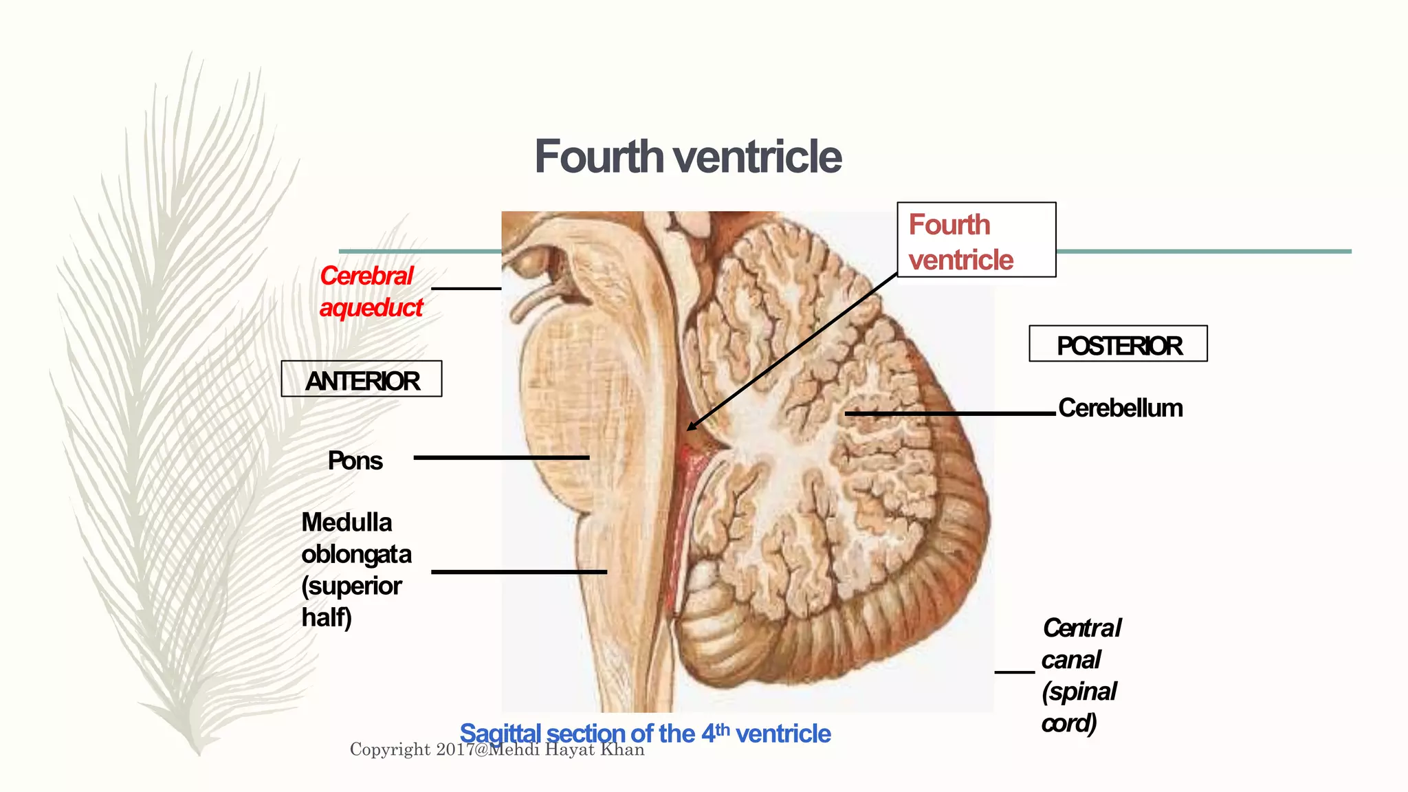 Ventricles of brain | PDF | Brain and Nervous System Disorders | Diseases and Conditions