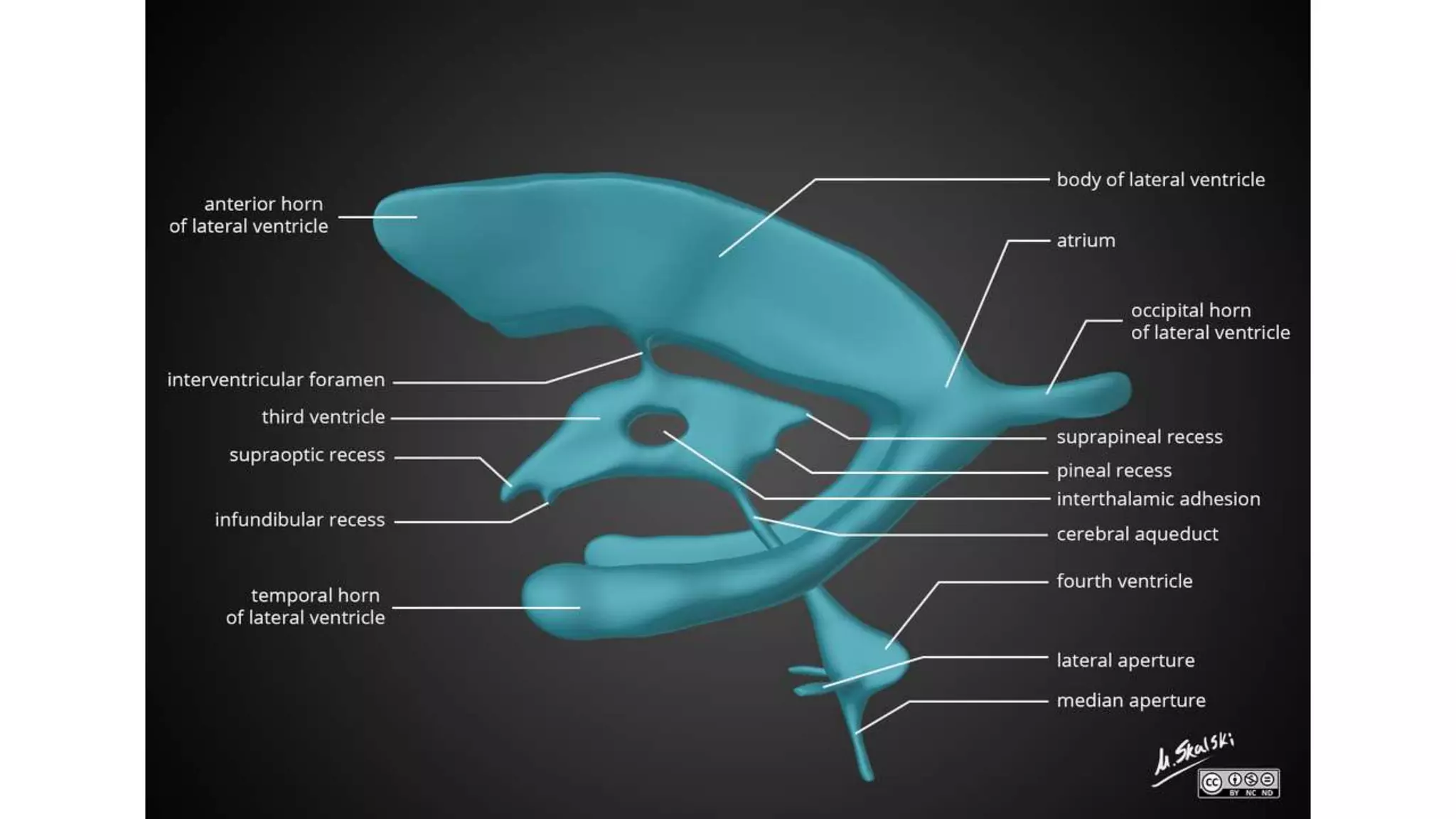 4th Ventricle and CSF circulation | PPTX