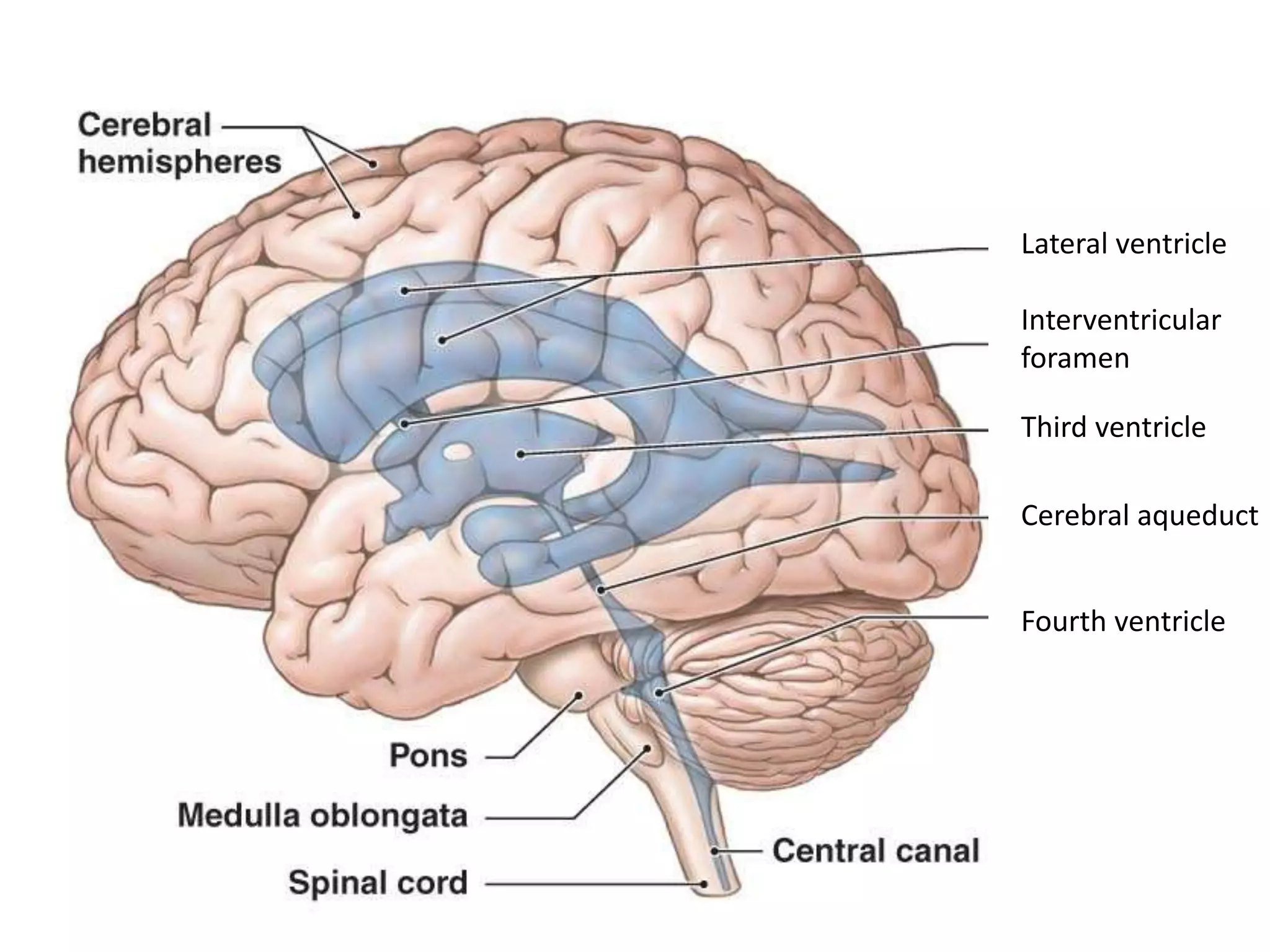 Ventricles of the brain | PPTX
