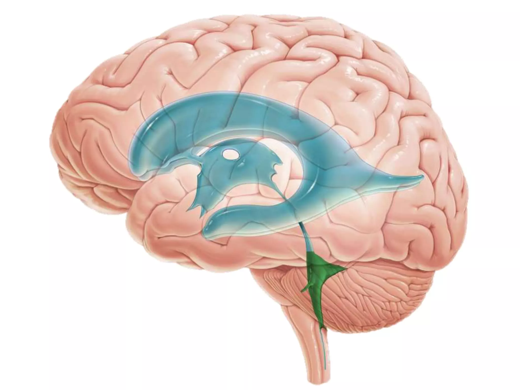 Ventricles of the brain | PPTX