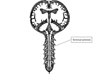 Ventricles of the brain | PPTX