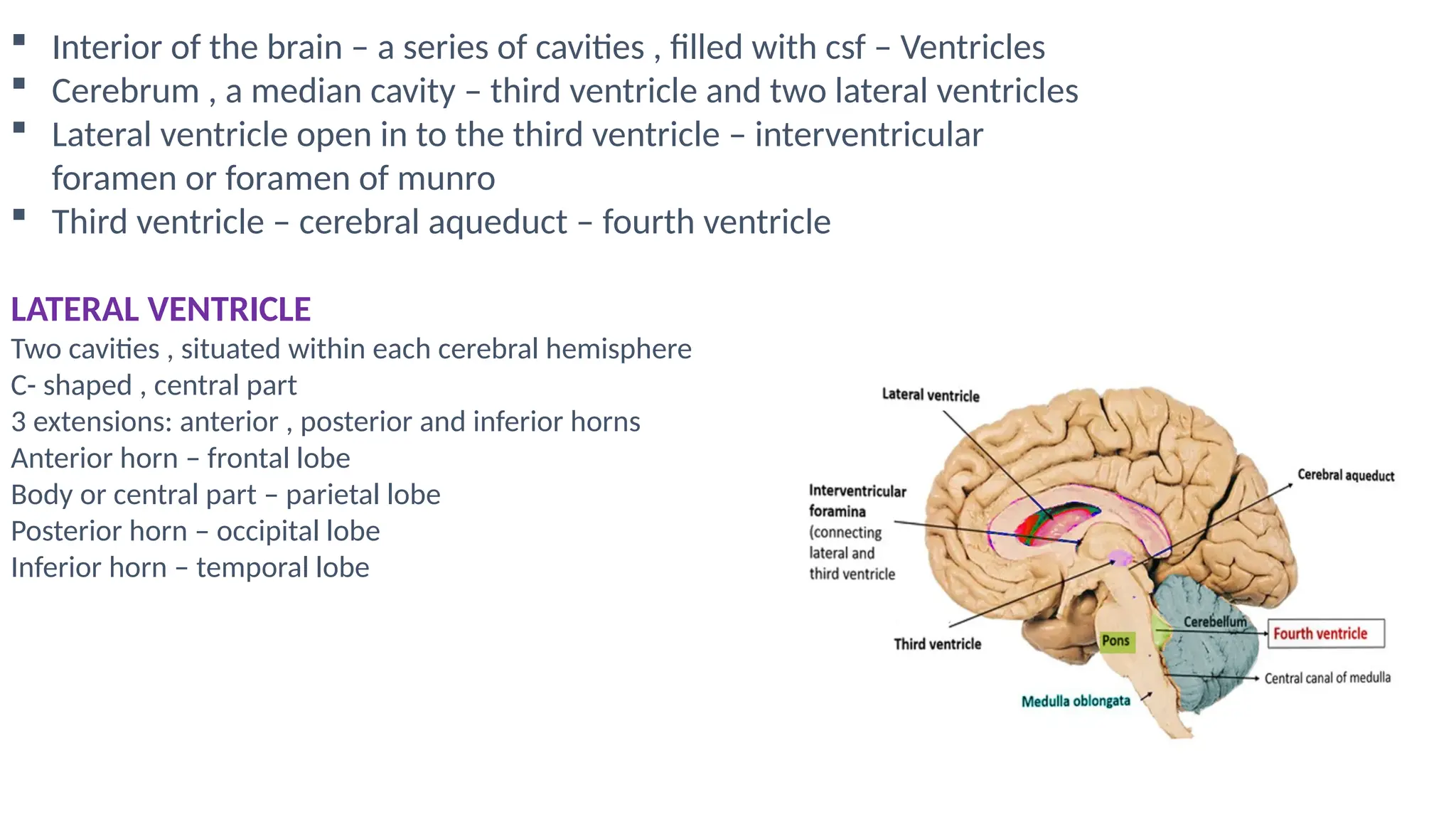 VENTRICLES OF THE BRAIN anatomy note.pptx