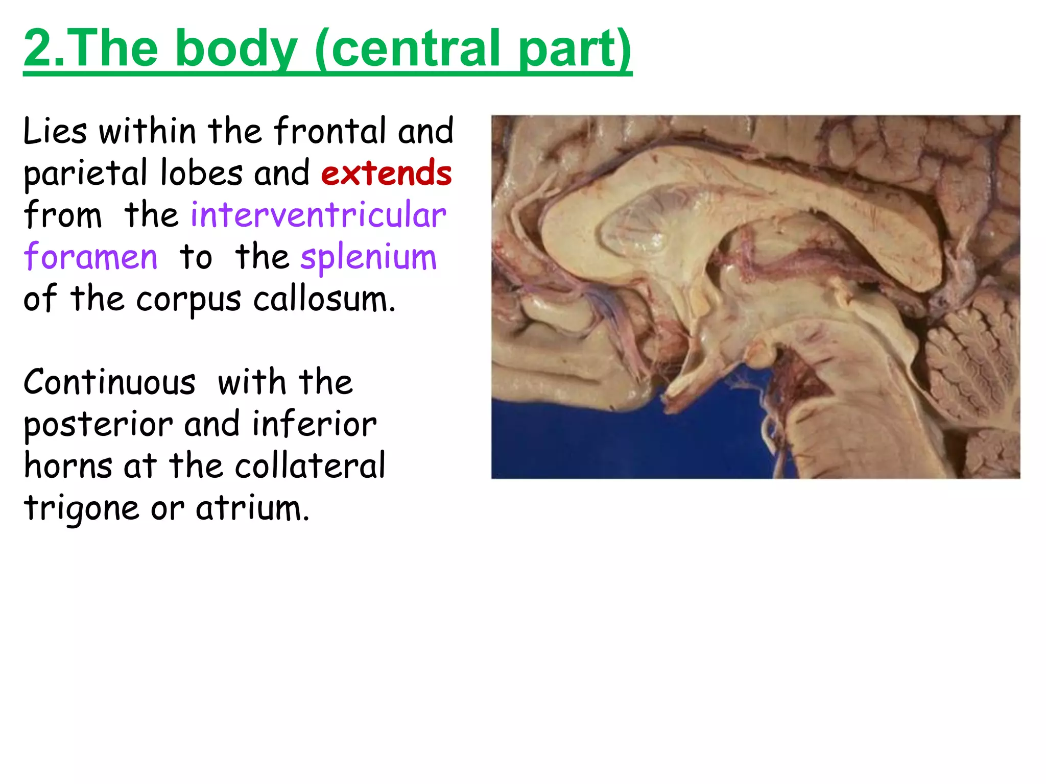 Ventricles of the brain | PDF | Brain and Nervous System Disorders ...
