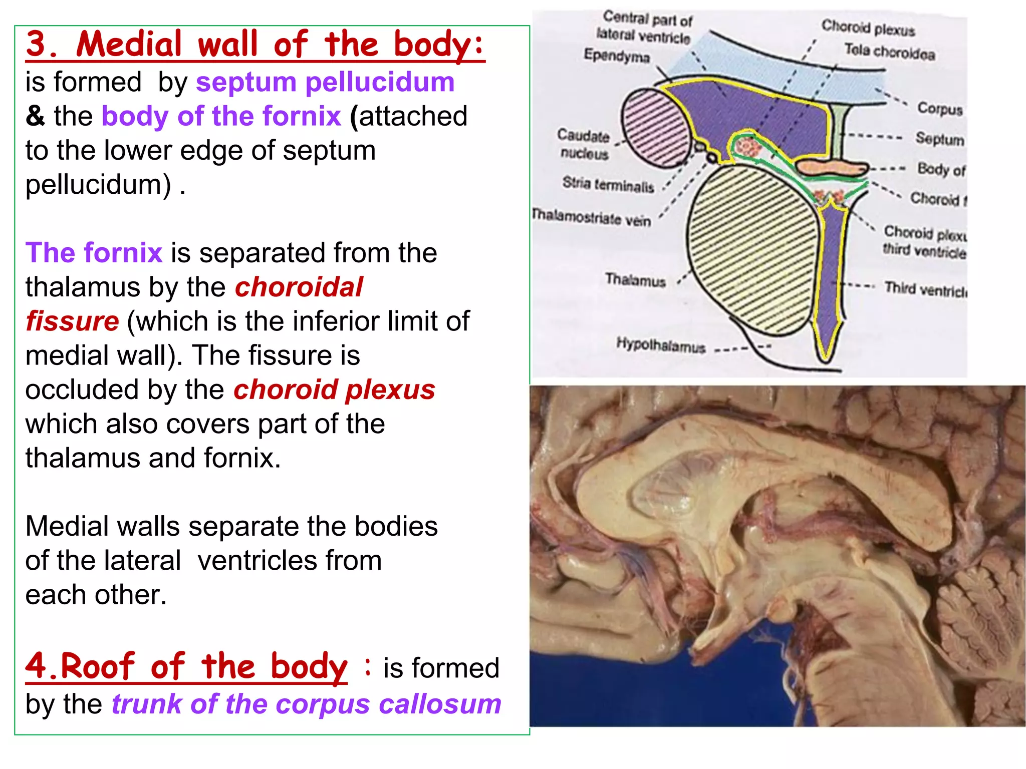 Ventricles of the brain | PDF
