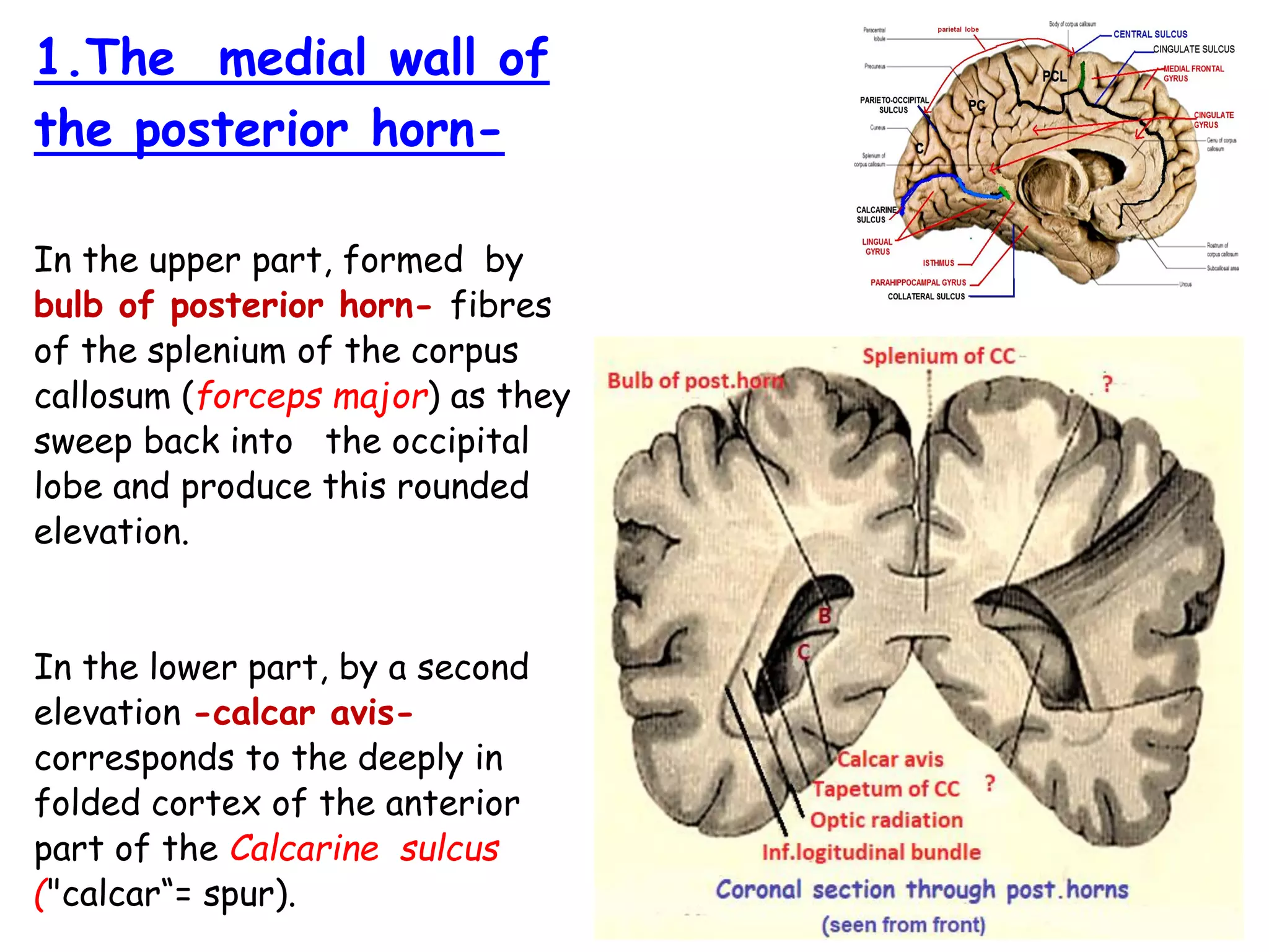 Ventricles of the brain | PDF
