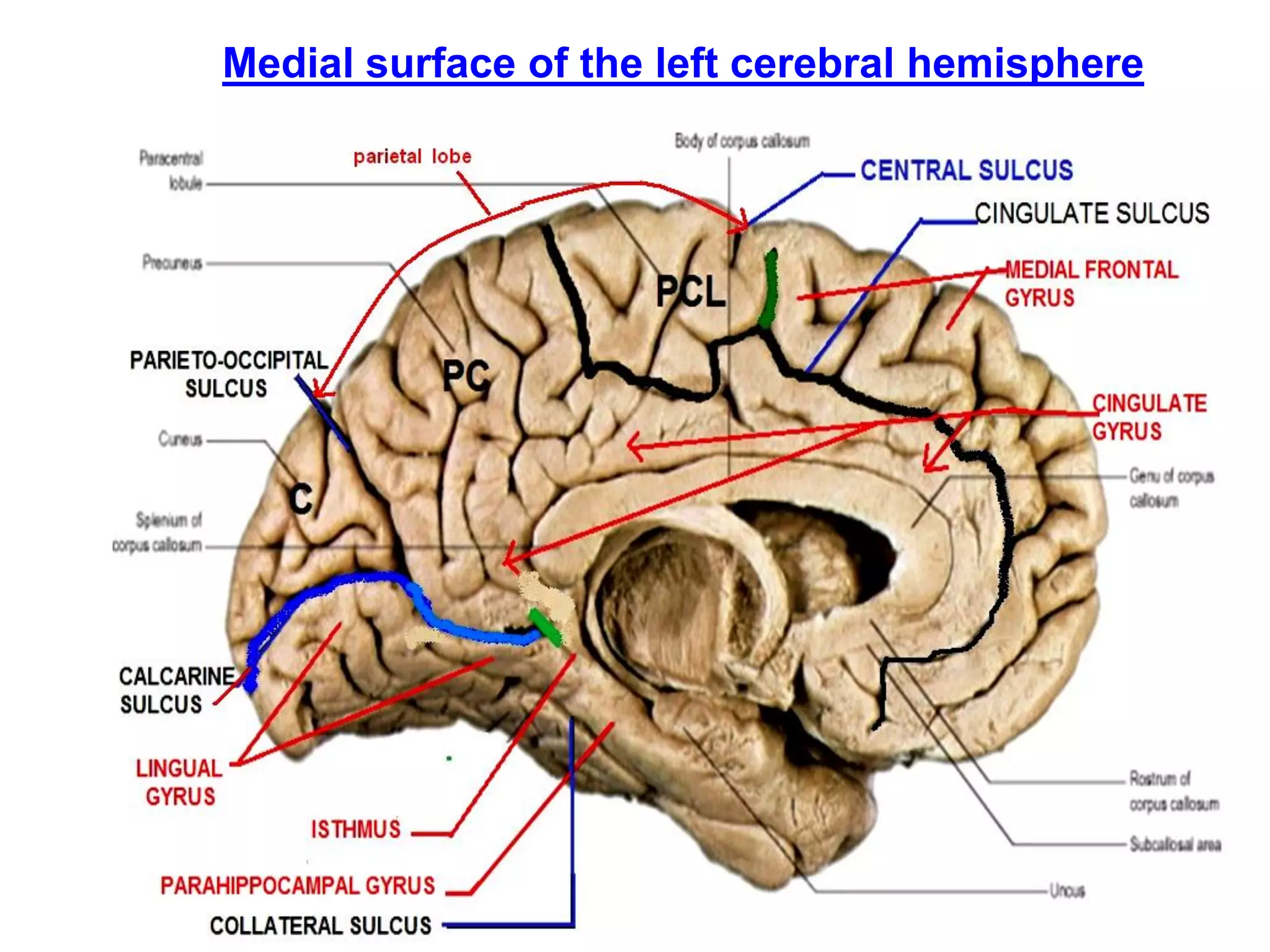 Ventricles of the brain | PDF