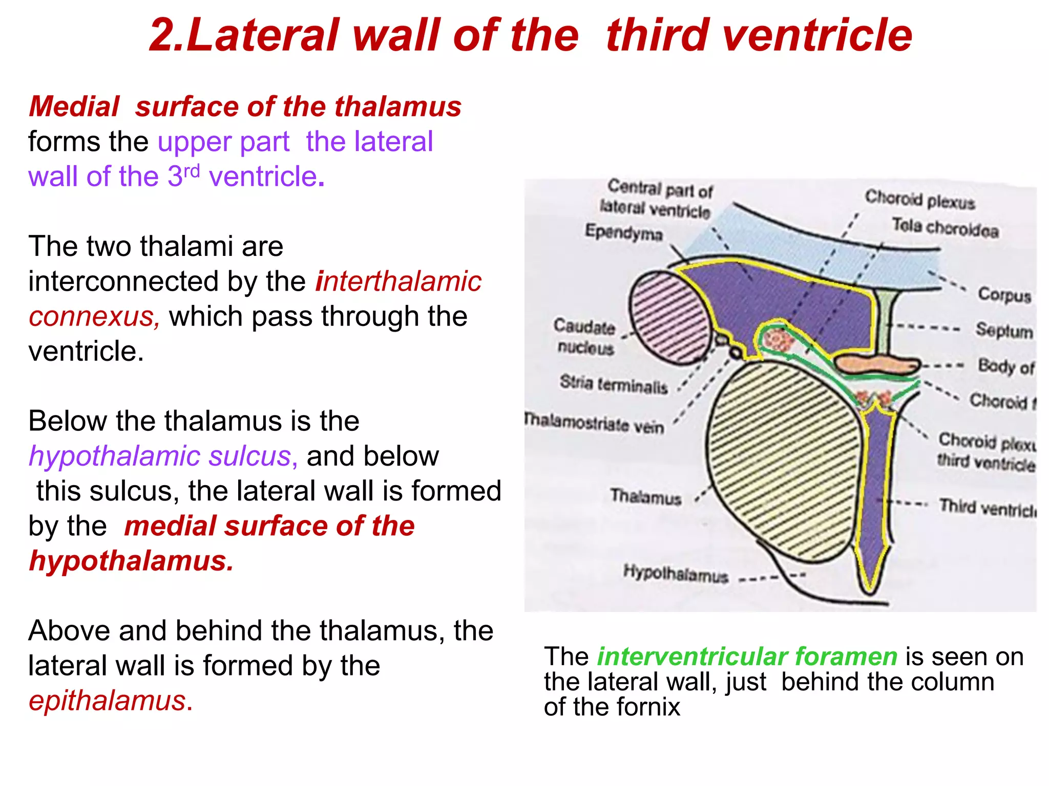 Ventricles of the brain | PDF