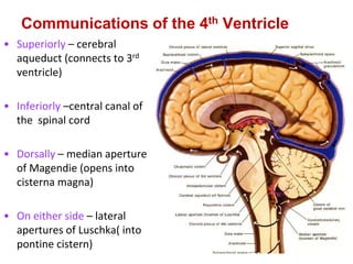 Ventricles of the brain | PDF