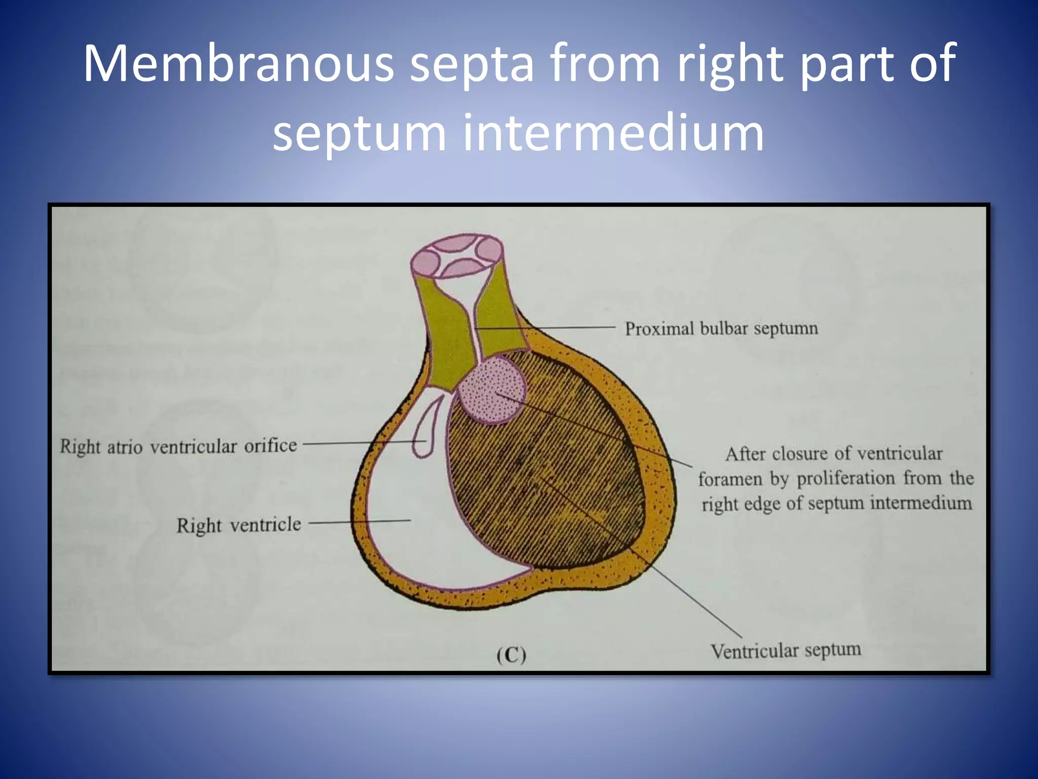 Ventricular development | PPTX