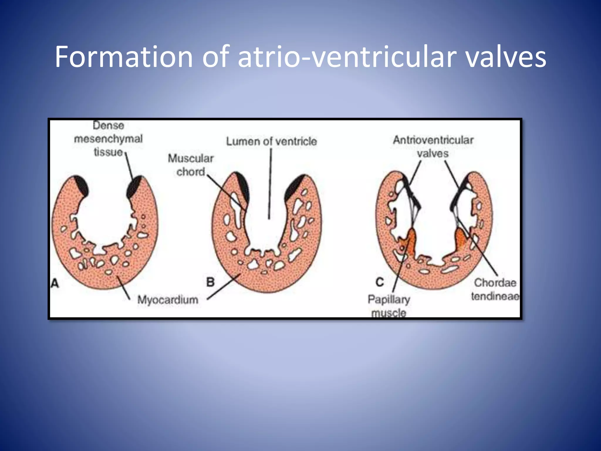 Ventricular development | PPTX