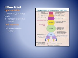 Ventricular development | PPTX