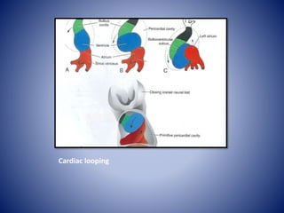 Ventricular development | PPTX