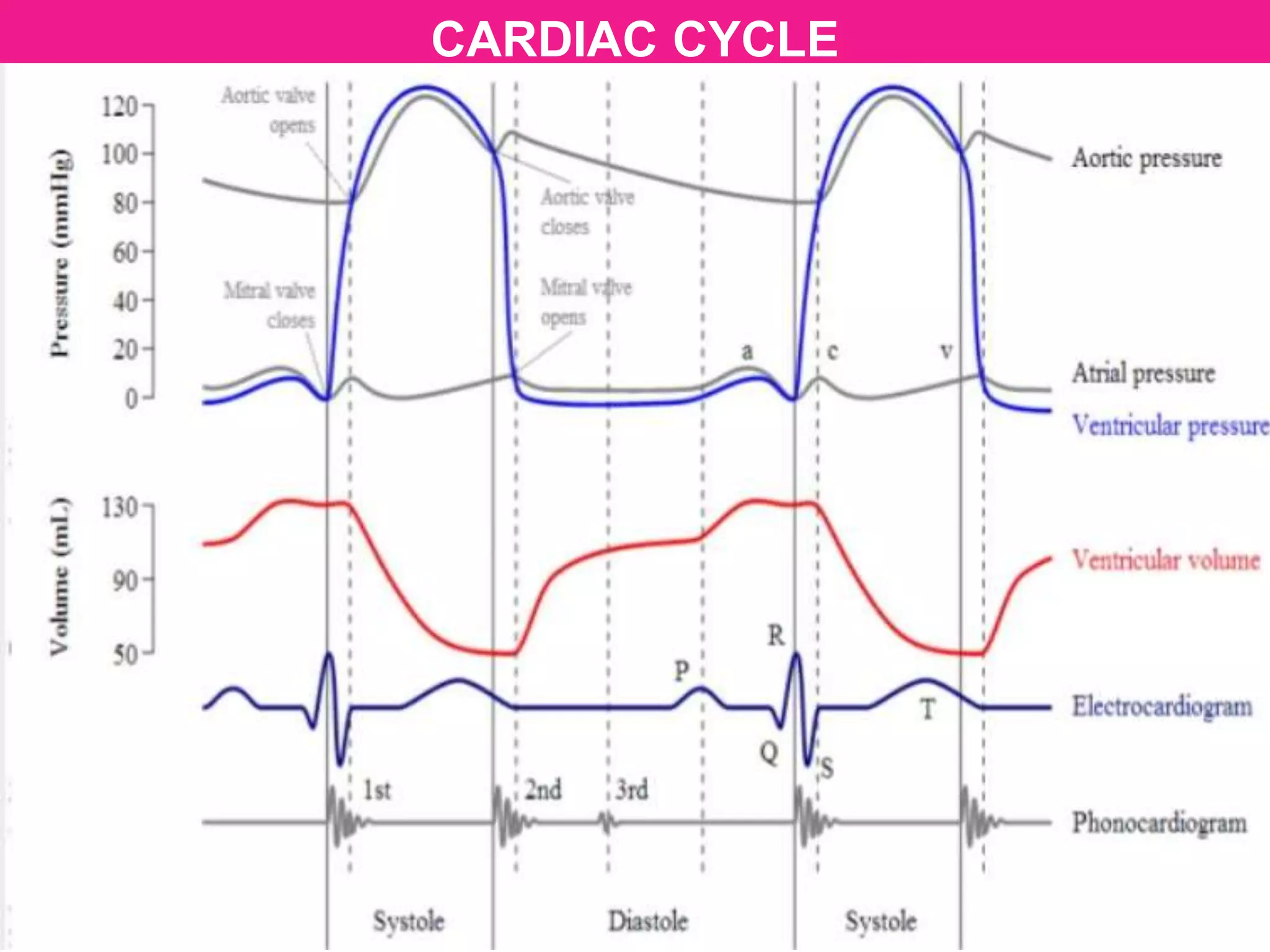 Ventricular PV loop 2019 | PPTX