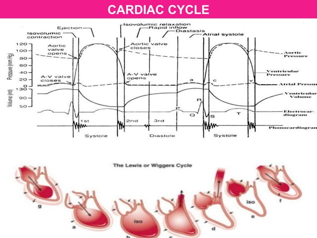 Ventricular PV loop 2019 | PPTX | Heart and Cardiovascular Diseases ...