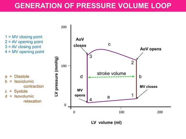 Ventricular PV loop 2019 | PPTX | Heart and Cardiovascular Diseases | Diseases and Conditions